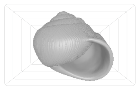 Nautilus Shell Bowl | JawsTec